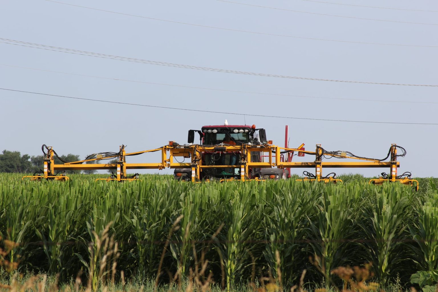 Seed Growing | Biddick, Inc.