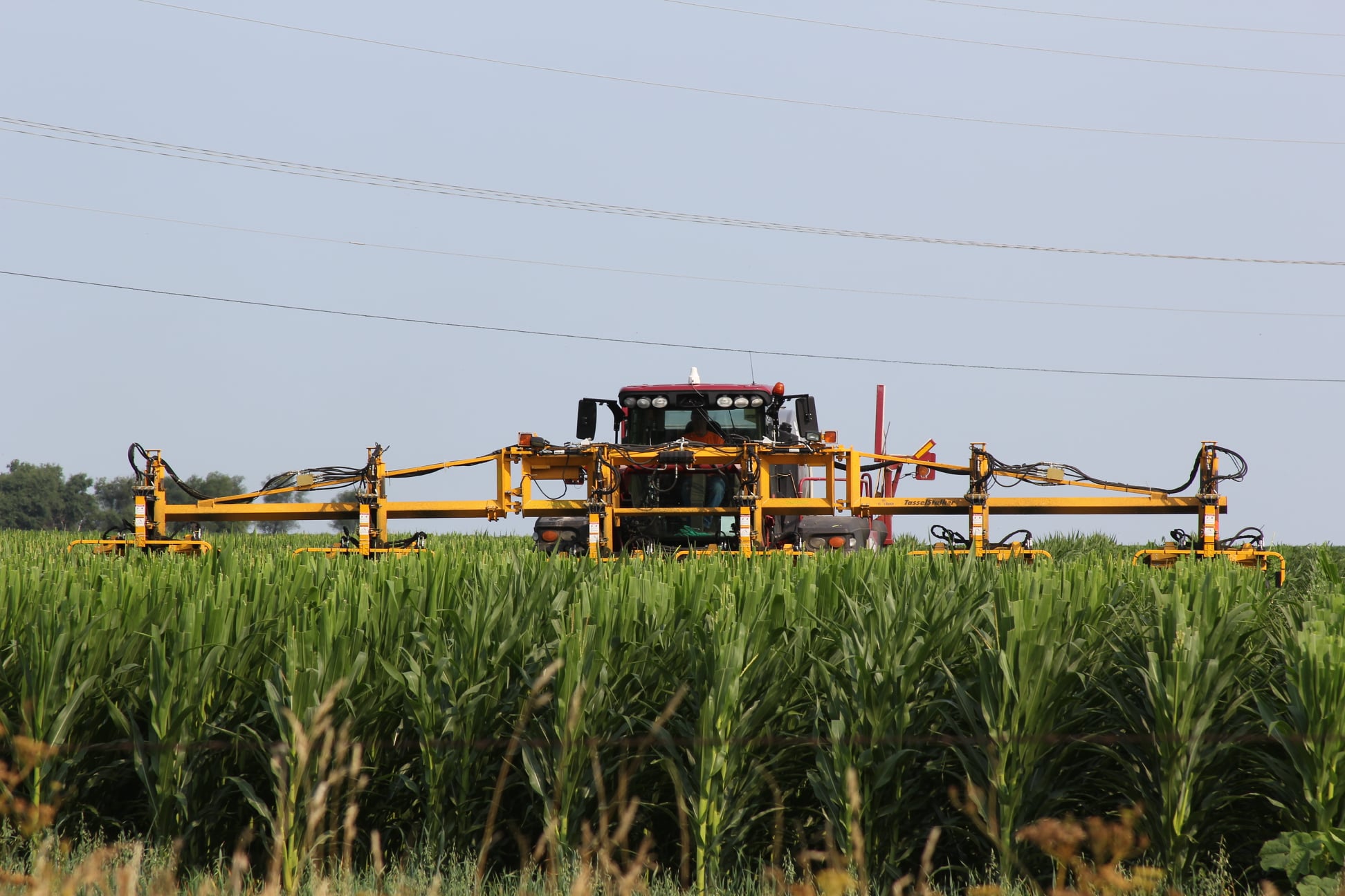 Seed Growing | Biddick, Inc.