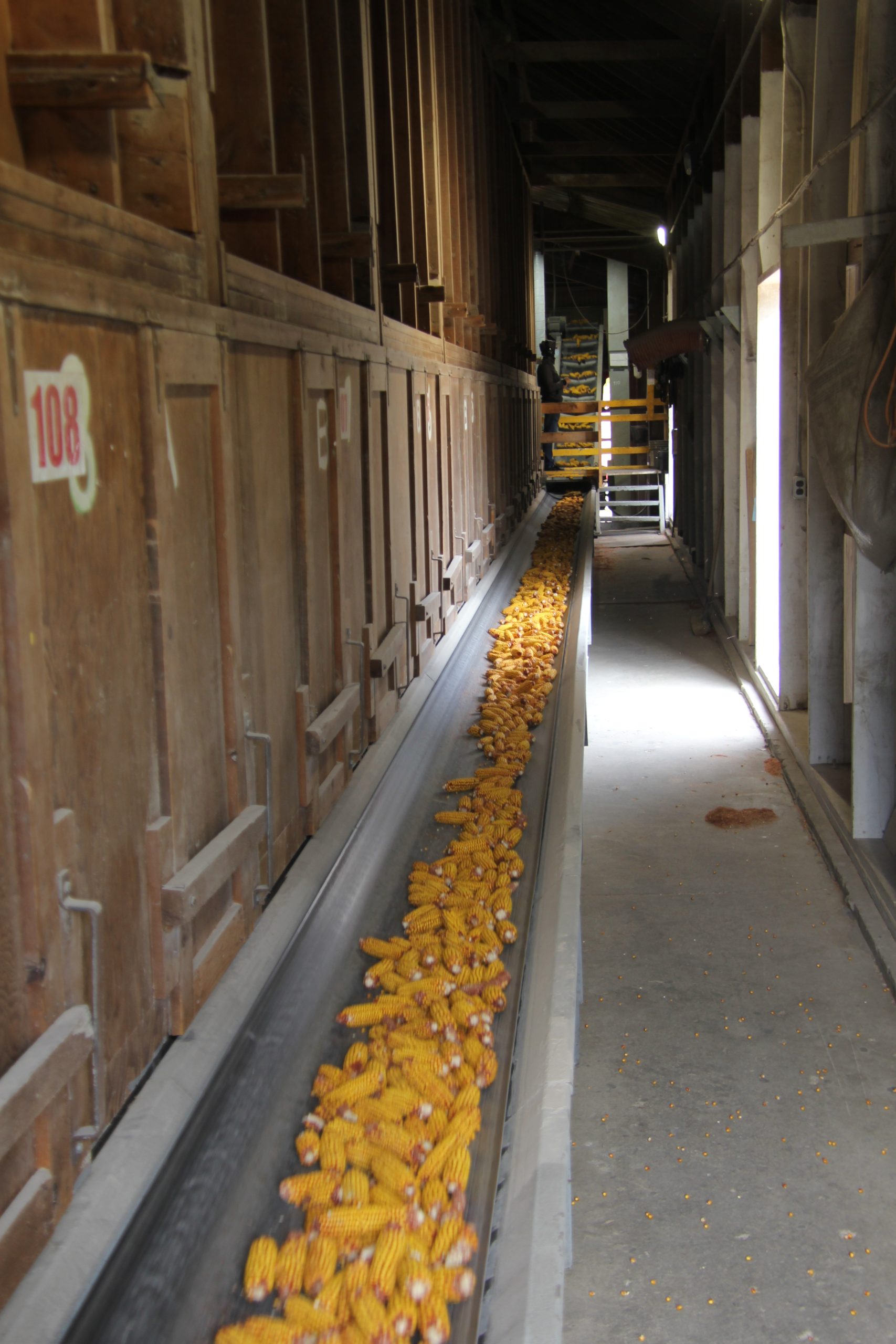 Seed Growing | Biddick, Inc.